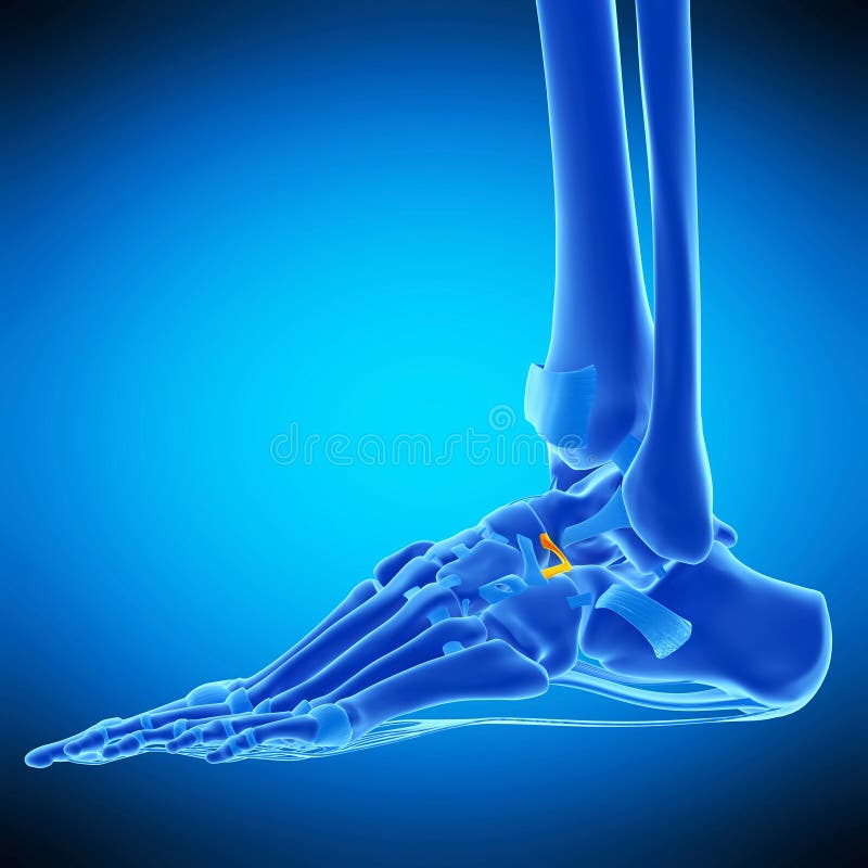The bifurcate ligament stock illustration. Illustration of foot - 73211570