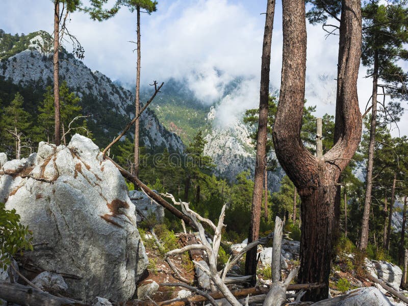 Bifurcated Tree or Tree Fork of Unusual Shape in Coniferous Forest in ...