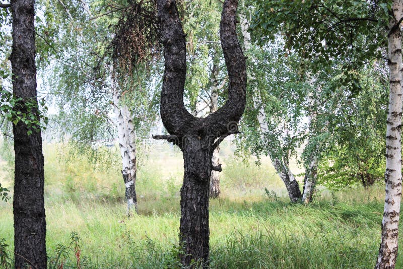 Unusual Bifurcation Of A Trunk Stock Image - Image of coniferous, color ...