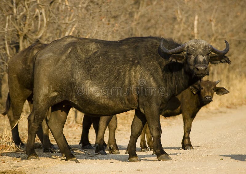 Big 5 Buffalo stock photo. Image of cape, buffalo, dangerous - 8670906