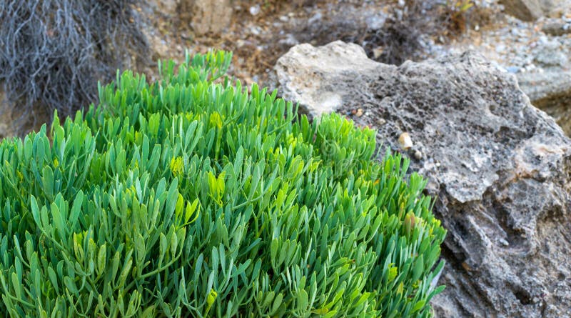 Abstract grass closeup stock photo. Image of nature - 100675732