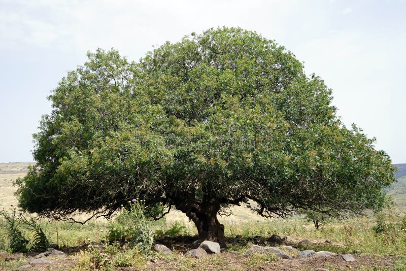 Big acacia tree stock image. Image of trunk, nature - 117934421