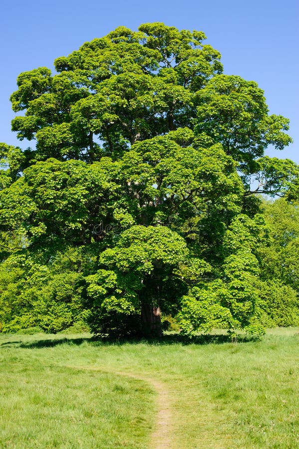 Big Acer Tree on a Sunny Day Stock Image - Image of green, garden: 92358367