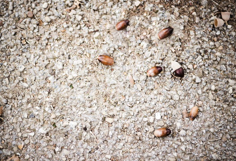 Big Acorns on the Ground in Autumn Stock Photo - Image of forest, acorn ...