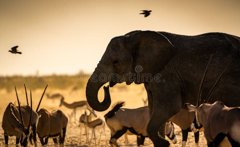 Big African Elephant Surrounded by Springboks with Birds Flying in the ...