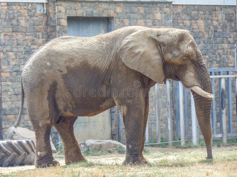 A Big African Elephant at Zoo. Elephant in the Summer Stock Image ...