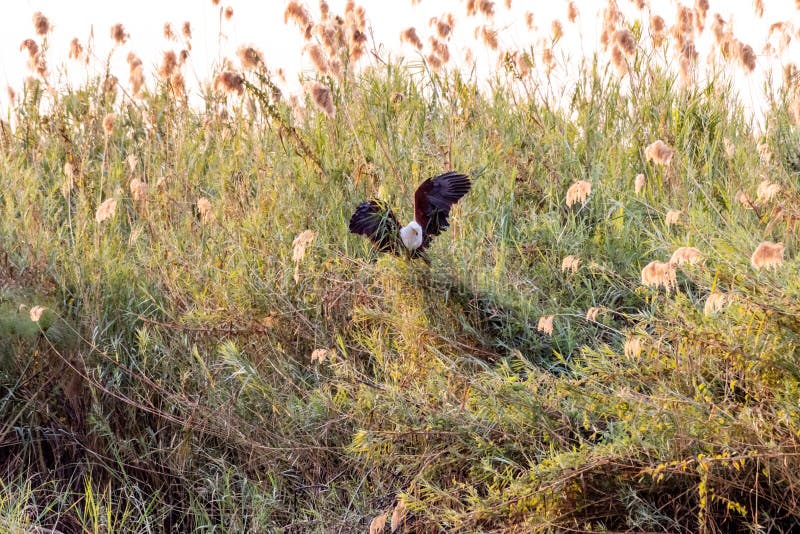 Big African Fish Eagle in the Okawango Delta of Botswana Stock Photo ...
