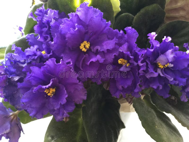 Big African Violet Flower Blossom Stock Photo - Image of room ...