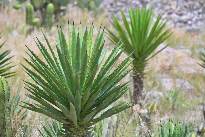 Big agava plant in Mexico stock photo. Image of flora - 354938866