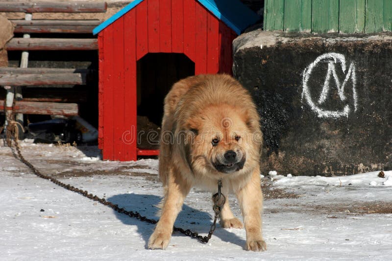 Big Aggressive Dangerous Dog Stock Image - Image of fangs, irritating ...