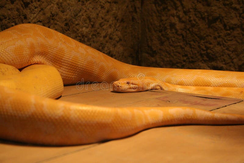A Big Albino Boa Named Golden Stock Photo - Image of emerald, golden ...