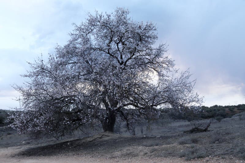 Big alexander in bloom stock image. Image of flower - 270437759