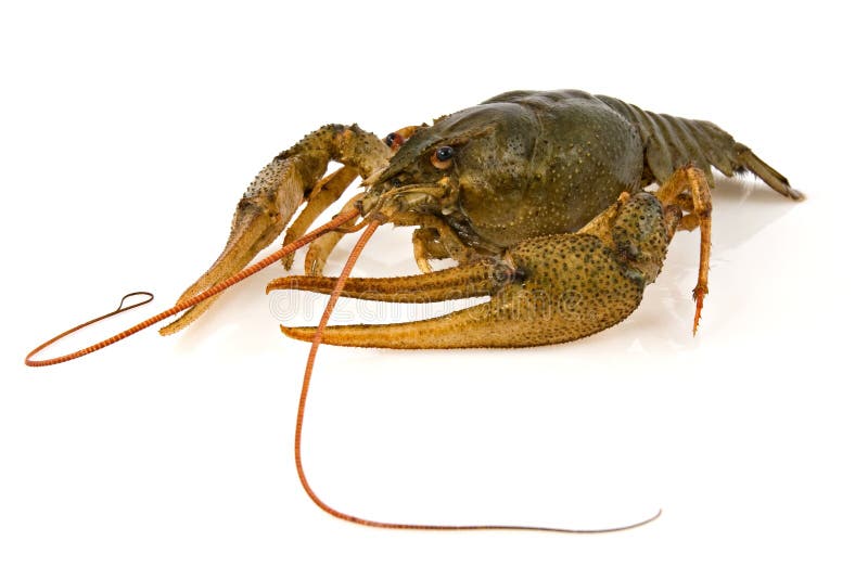 Alive crayfish in aquarium stock image. Image of invertebrate - 77596207