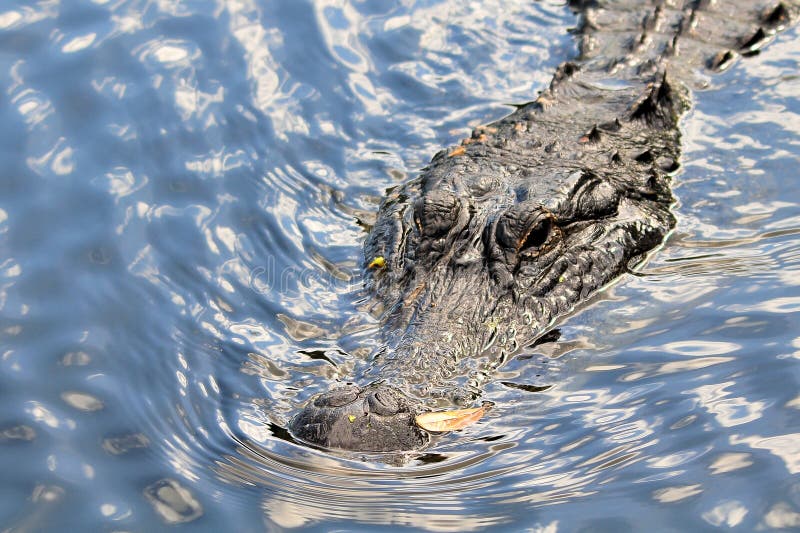 Big Alligator stock image. Image of florida, south, skin - 19955679