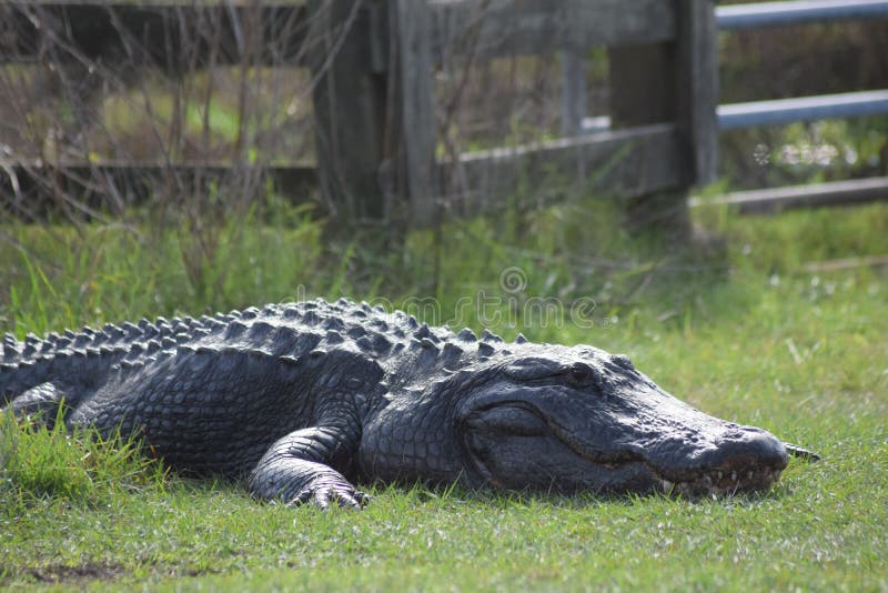 Smiling gator youth stock photo. Image of crocodilian - 95154264