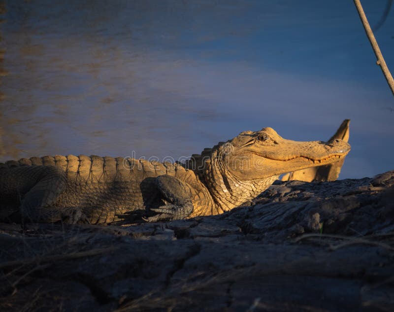 Big alligator on ground stock photo. Image of park, georgia - 178599128