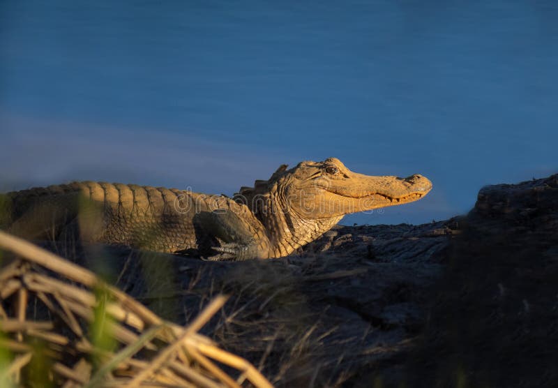 Big alligator on ground stock image. Image of winter - 178599099