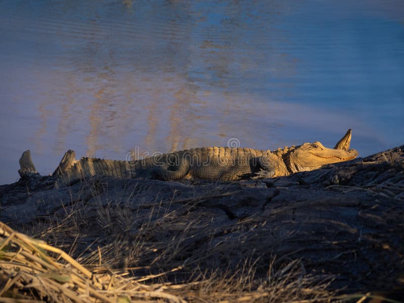 Big alligator on ground stock image. Image of wildlife - 178599215