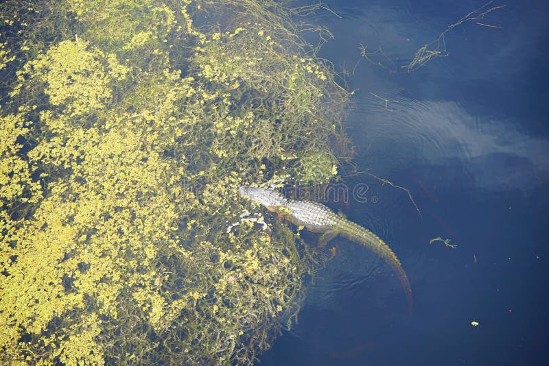 Big alligator in a pond stock photo. Image of alligator - 77822086