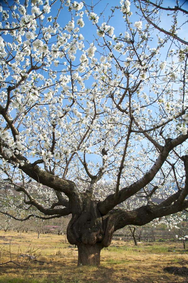 Big almond tree stock photo. Image of spring, forest - 10684270