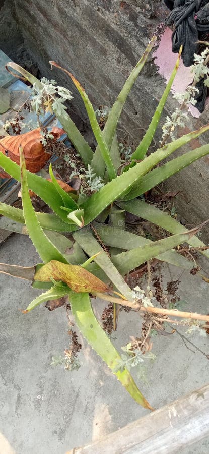 Big Aloe Vara Tree Big Branch Stock Image - Image of flower, healthy ...