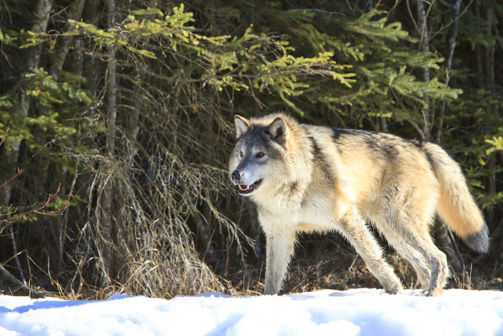 Big alpha timber wolf stock image. Image of crushing - 84198161