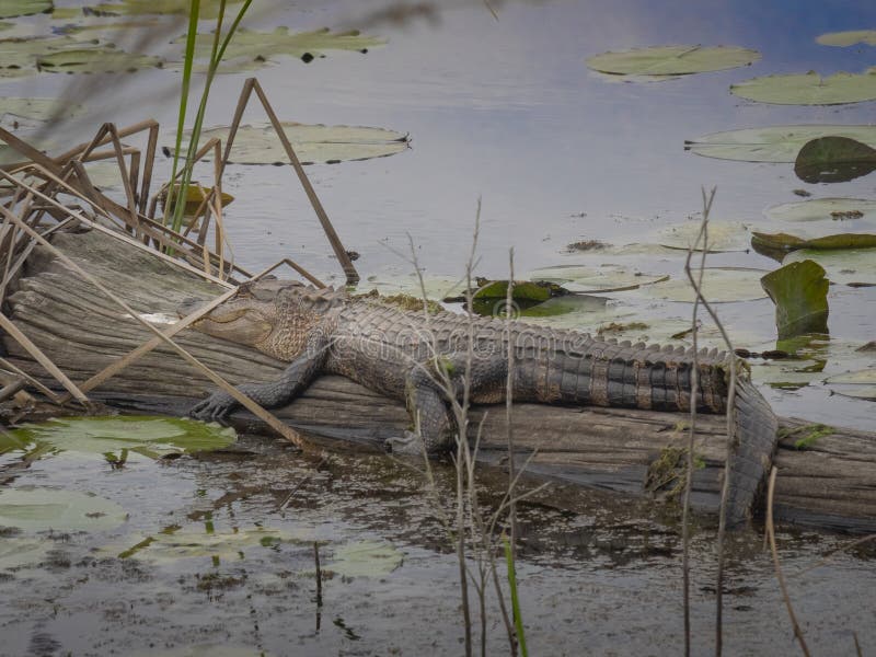 American Alligator Hugging a Tree in Water Stock Photo - Image of tree ...