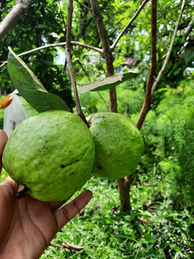 Big American Guava Stock Photos - Free & Royalty-Free Stock Photos from ...