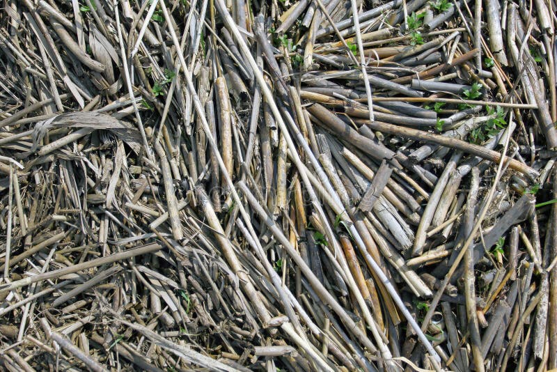 Big Amount of the Dry Grass Straws Laying on the Ground Stock Image ...