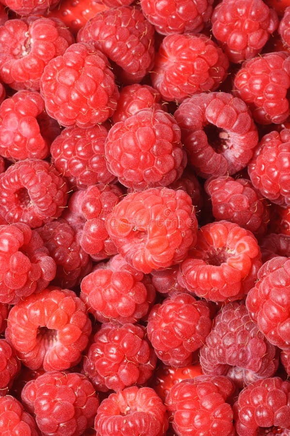 Big amount of raspberries stock photo. Image of closeup - 26811676