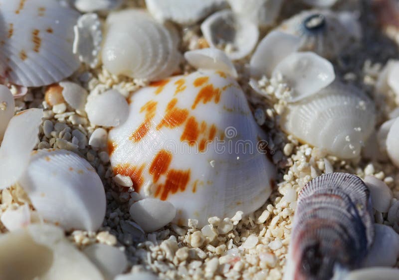 The Big Amount of Shells Laying in the Sand Macro Shot Stock Image ...