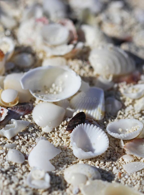 The Big Amount of Shells Laying in the Sand Macro Shot Stock Photo ...