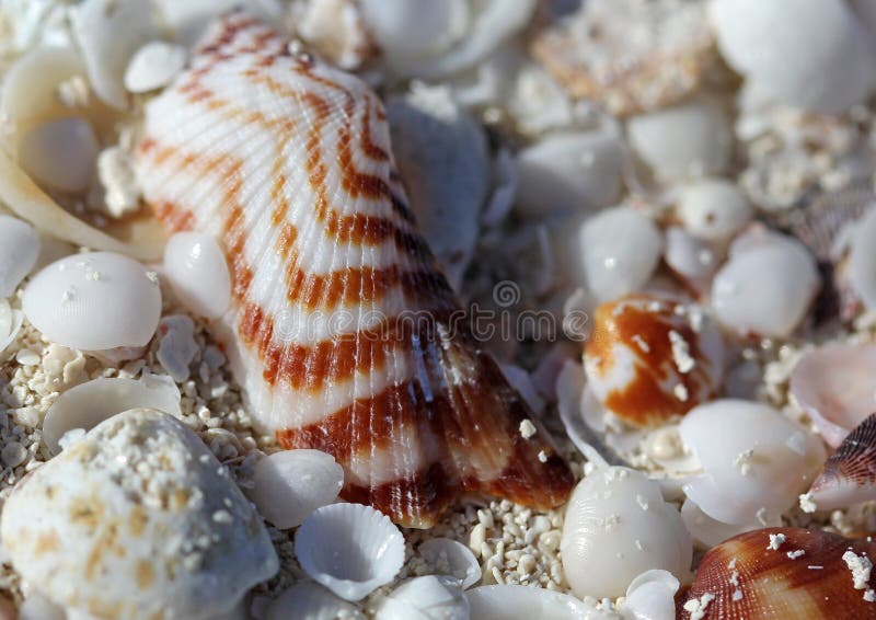The Big Amount of Shells Laying in the Sand Macro Shot Stock Photo ...