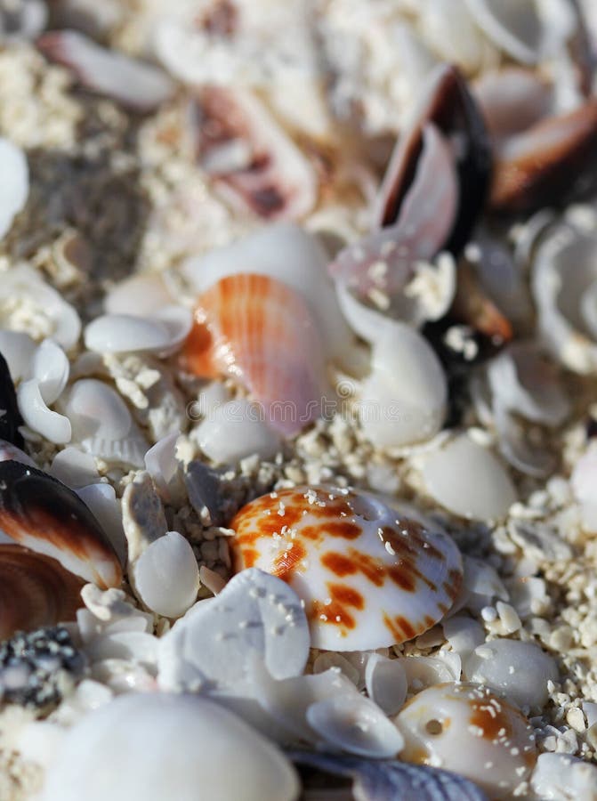 The Big Amount of Shells Laying in the Sand Macro Shot Stock Image ...