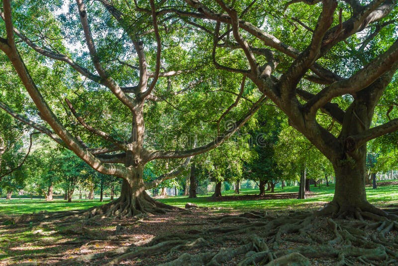 Big Ancient Trees in the National Park Stock Photo - Image of remote ...