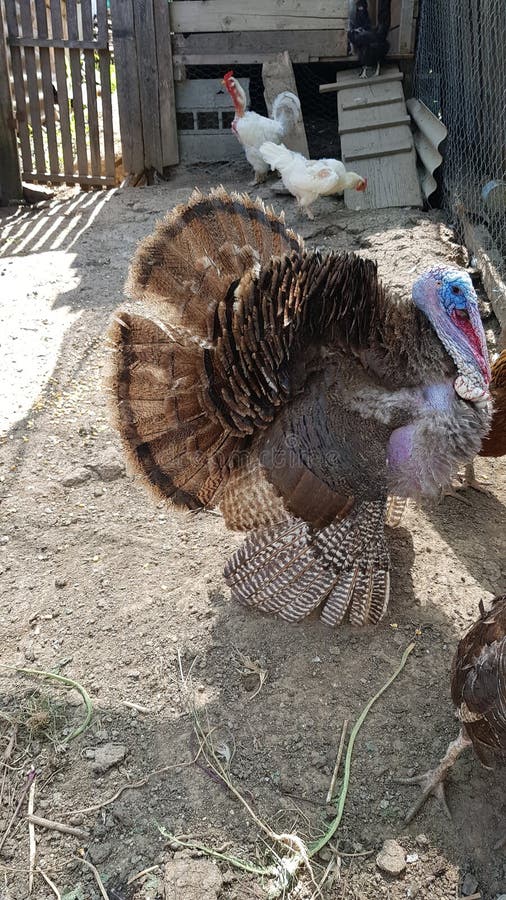 Angry Turkey Screaming on a Turkey Hen Stock Photo - Image of farmyard ...