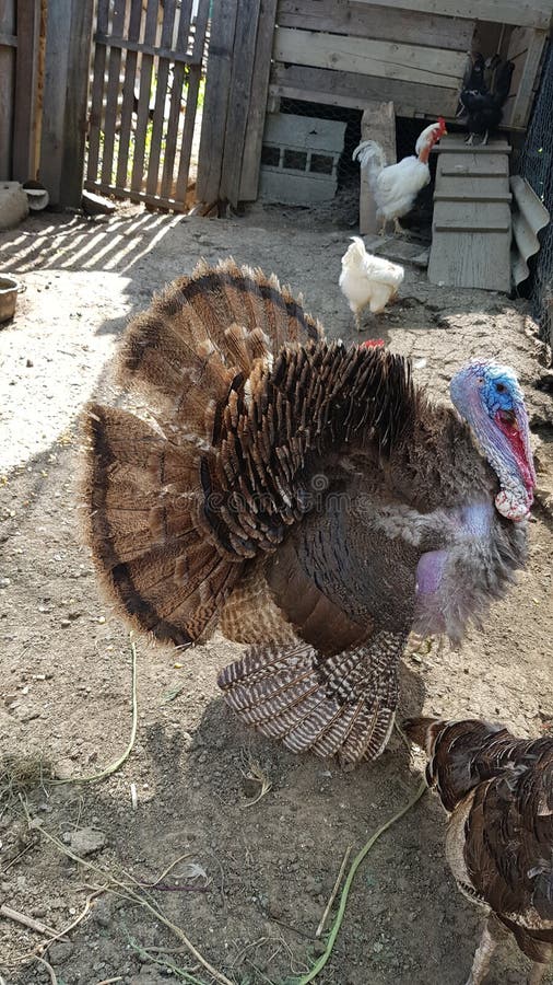 Angry Turkey Screaming on on a Farm Yard Stock Image - Image of spring ...
