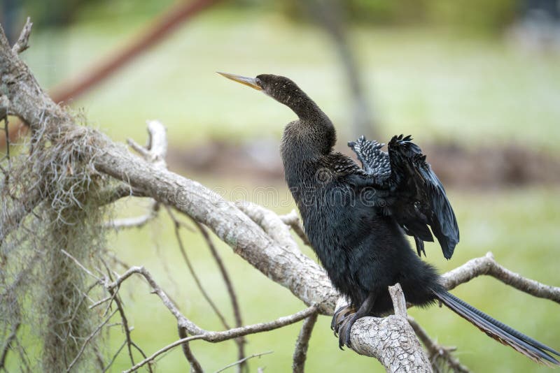 A Big Anhinga Bird Resting on Tree Branch in Florida Wetlands Stock ...