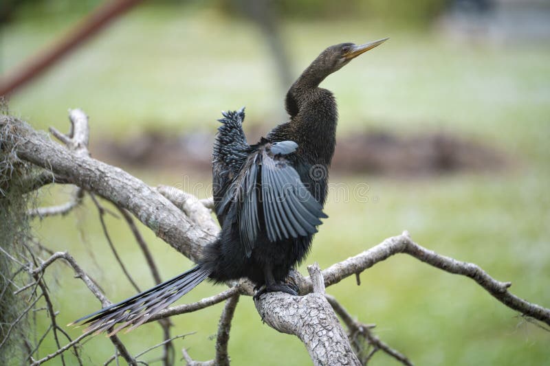 A Big Anhinga Bird Resting on Tree Branch in Florida Wetlands Stock ...