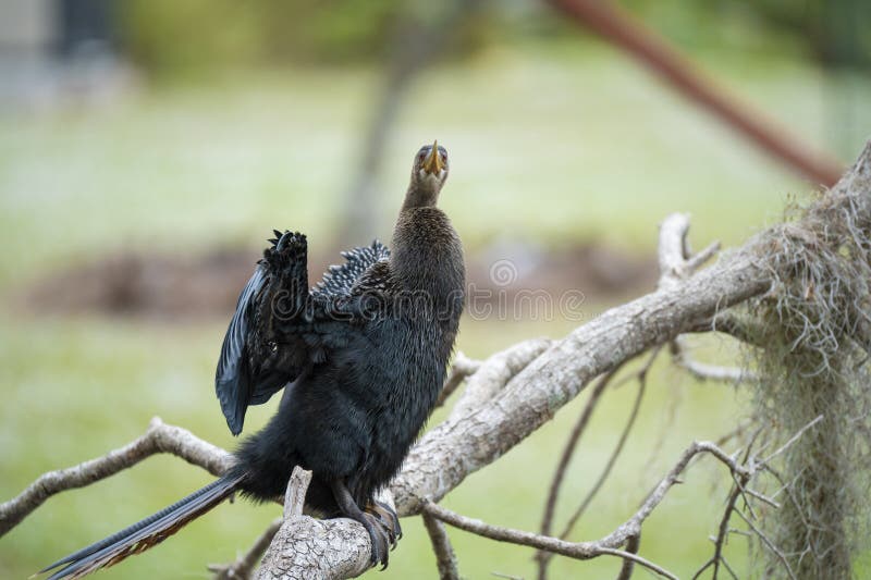 A Big Anhinga Bird Resting on Tree Branch in Florida Wetlands Stock ...