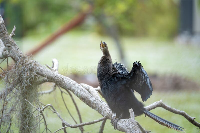 A Big Anhinga Bird Resting on Tree Branch in Florida Wetlands Stock ...