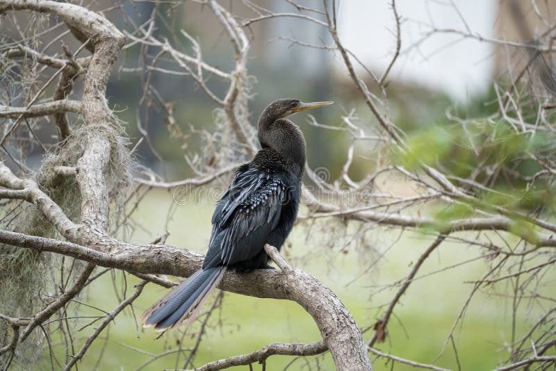 A Big Anhinga Bird Resting on Tree Branch in Florida Wetlands Stock Image - Image of black ...