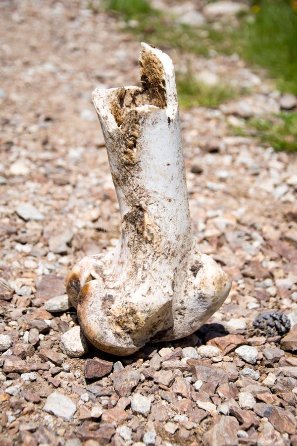 Big Animal Bone in the Mountains Stock Photo - Image of meat, strong ...