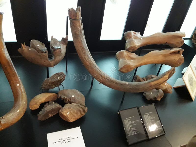 Ancient animals bones editorial photo. Image of bones - 112500646