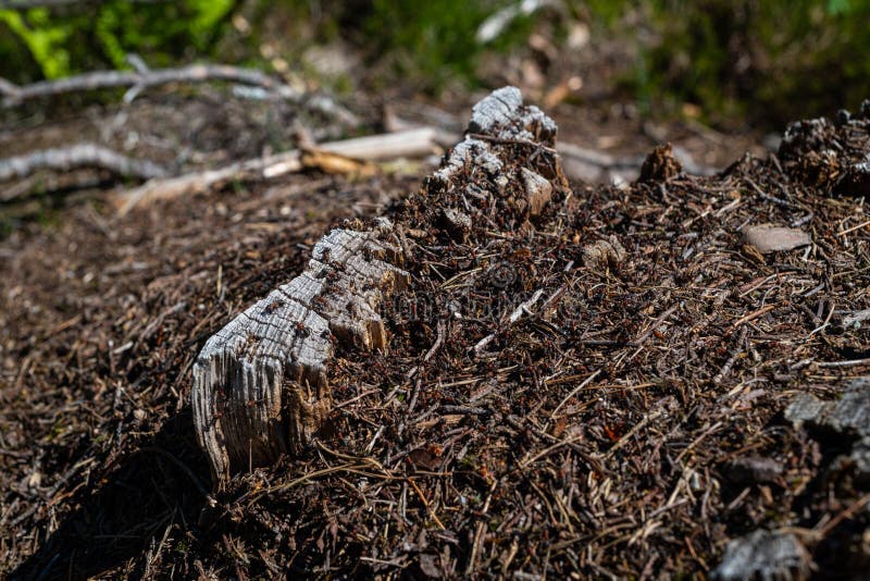 A Big Ant Den on a Mountain in Norway Stock Photo - Image of forest ...