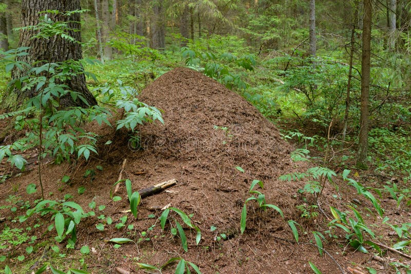 Big Ant Hill in the Summer Forest Stock Image - Image of isthmus ...