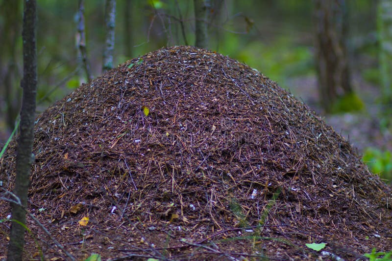 Big Ant Hill Home in the Summer Forest Stock Image - Image of green ...