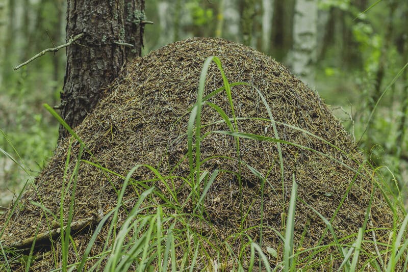 Big Ant Hill Home in the Summer Forest Stock Photo - Image of animal ...
