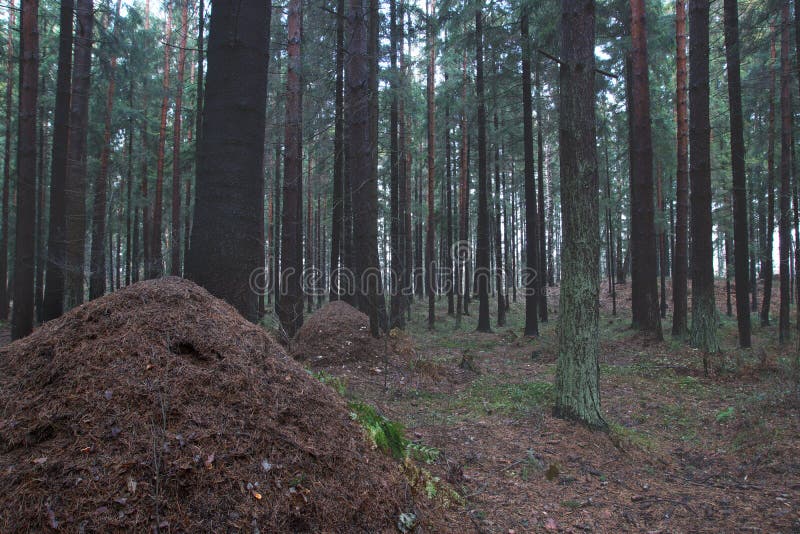 Big Ant Hill in the Middle of the Autumn Spruce Forest Stock Image ...