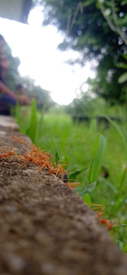 The Big Ant in Javanese Language is Angkrang Stock Photo - Image of ...